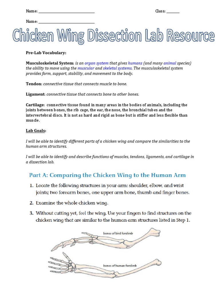 Chicken Wing Lab | PDF | Human Musculoskeletal System | Musculoskeletal ...