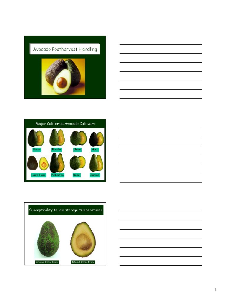 05-Postharvest Handling of Avocado | PDF | Avocado | Ethylene