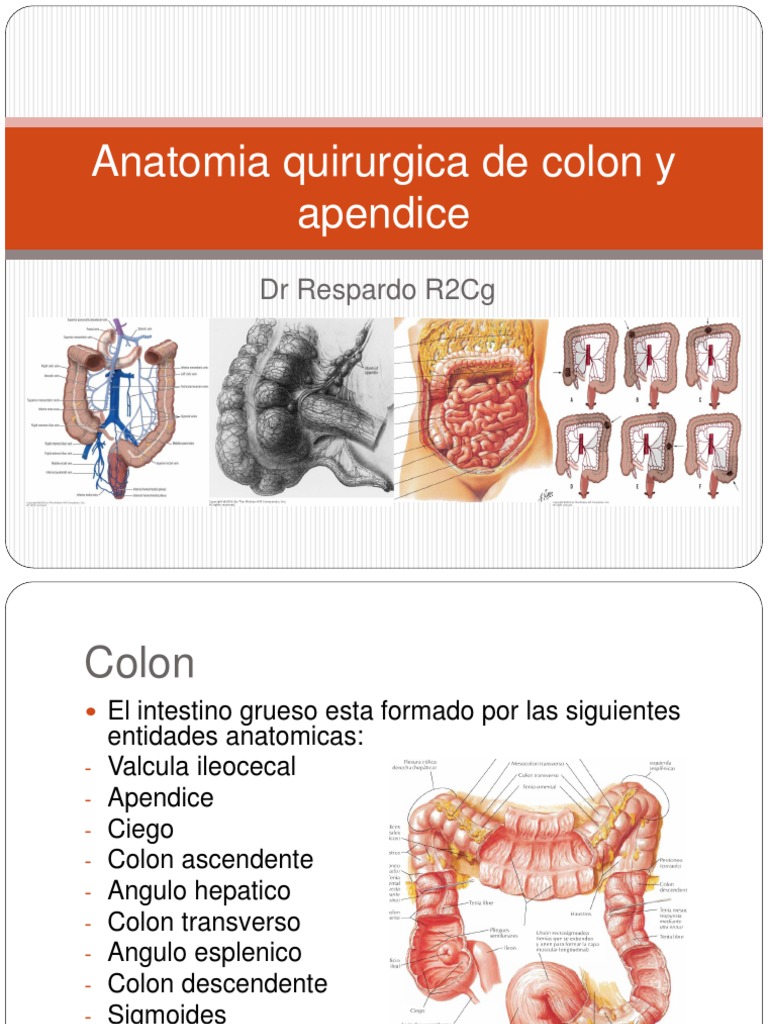 Anatomia Quirurgica de Colon y Apendice | Intestino grueso | Abdomen