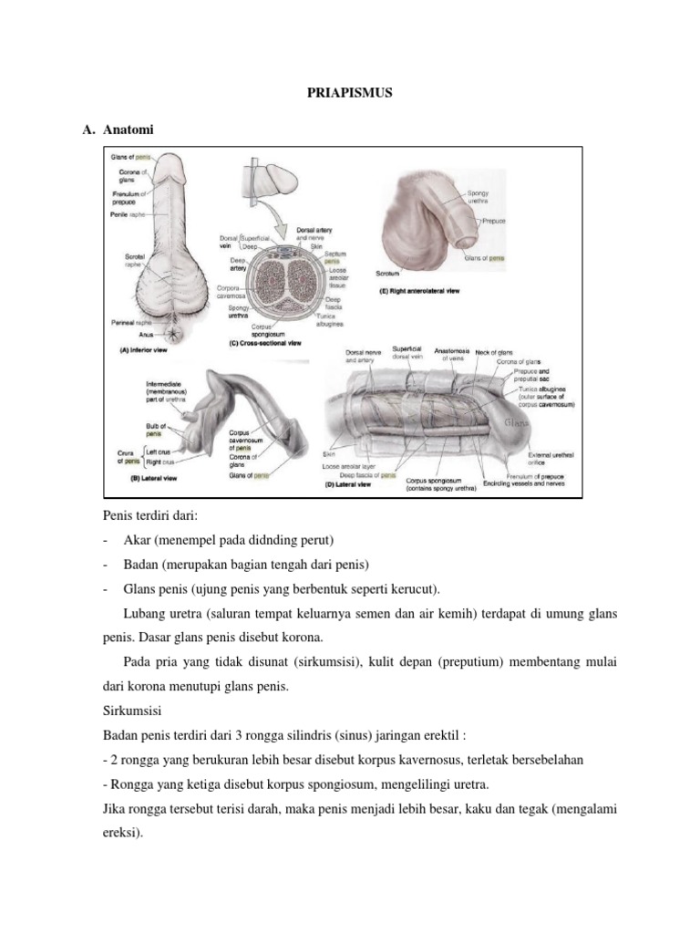 PRIAPISMUS | PDF