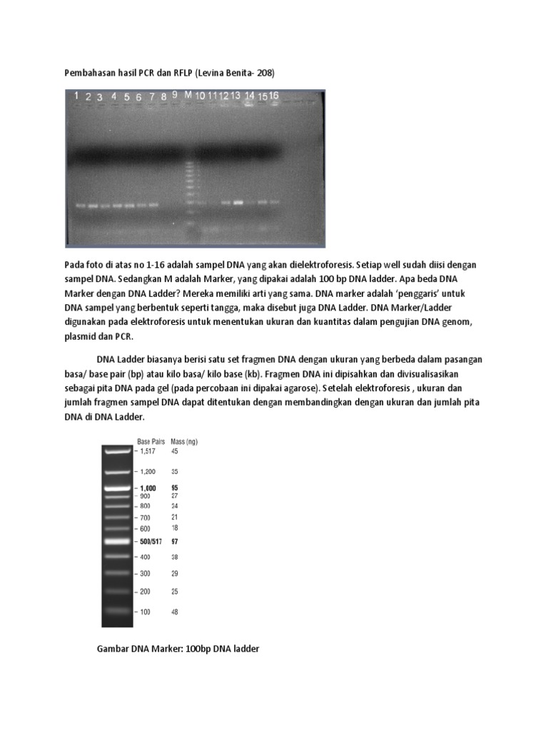 Pembahasan Hasil PCR Dan RFLP