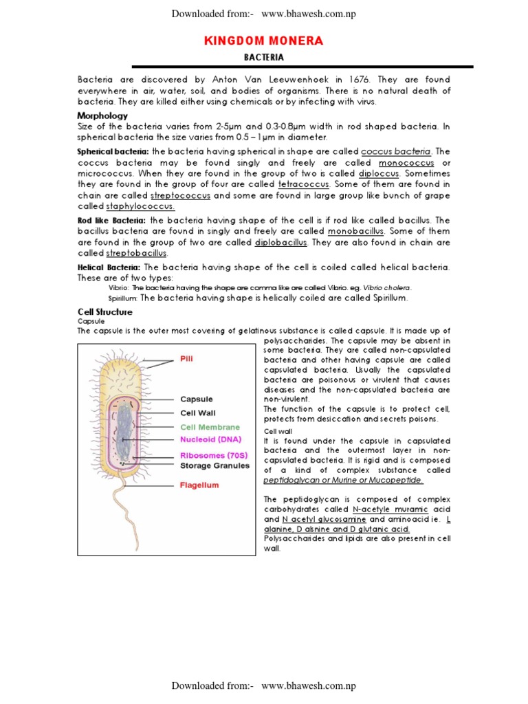 Biology - Botany - Kingdom Monera | PDF | Bacteria | Cell (Biology)