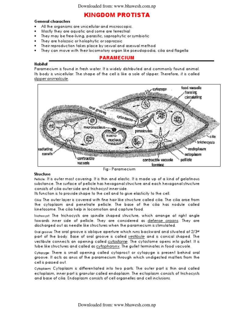 Biology - Unit 4 Kingdom Protista | PDF | Plasmodium | Cell Biology