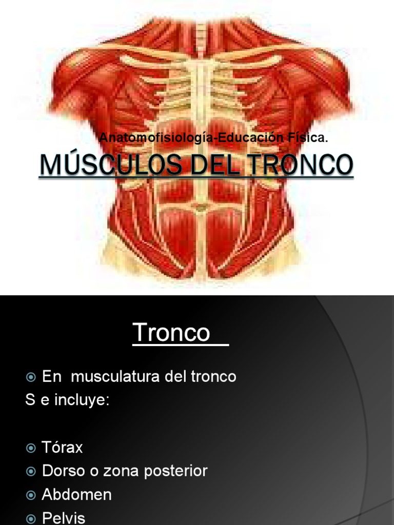 Músculos del tronco.ppt | Tórax | Abdomen