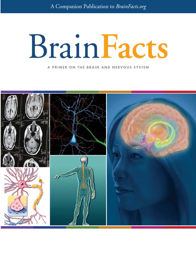 Brain Facts | PDF | Acetylcholine | Central Nervous System