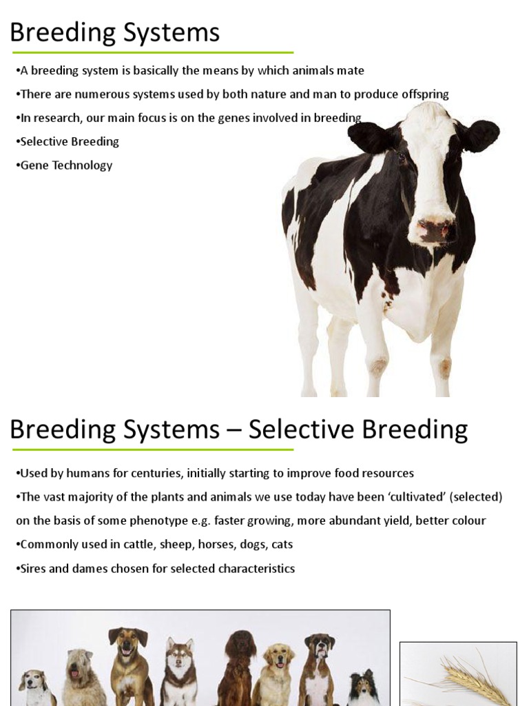 Methods of Breeding | Selective Breeding | Inbreeding