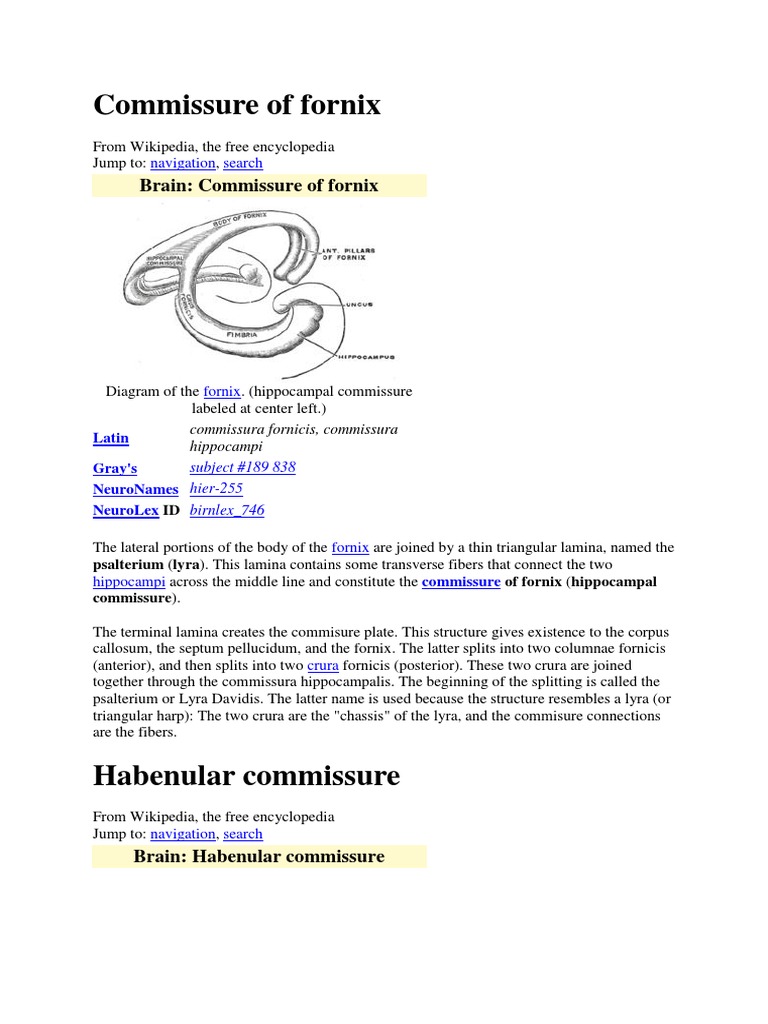 Commissure of Fornix | Download Free PDF | Neuroanatomy | Neuroscience