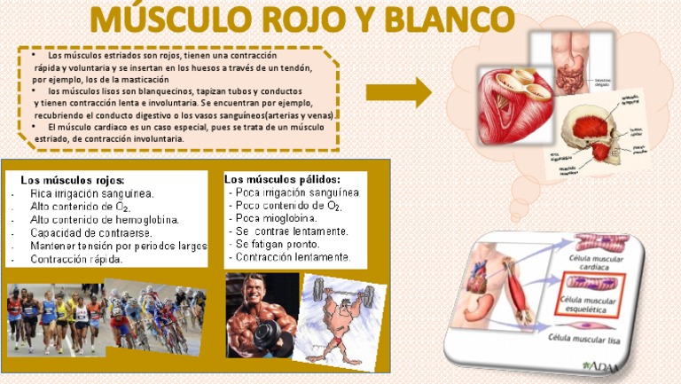 Musculo Rojo y Blanco | PDF