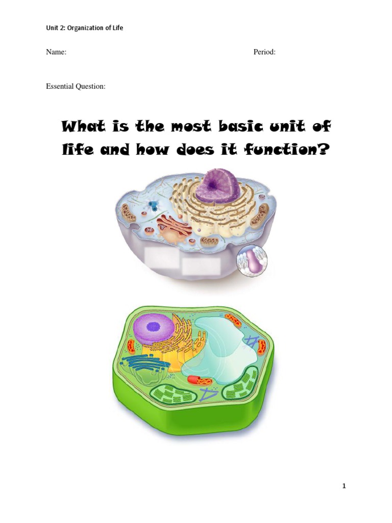 Eukaryotic Cell Structure and Functions | PDF | Eukaryotes | Cell (Biology)