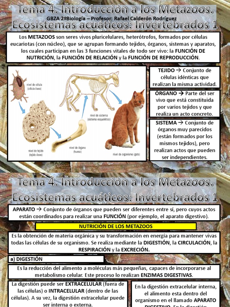 Tema 4. Metazoos Invertebrados Acuaticos | PDF | Digestión | Reproducción