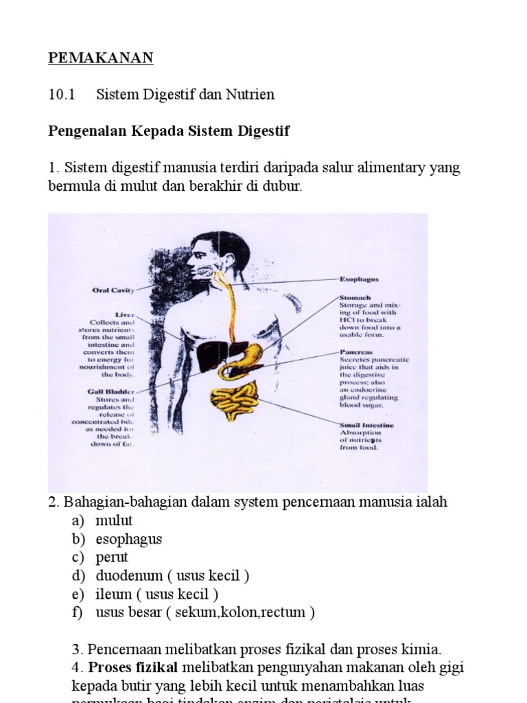 Pemakanan (Sistem Digestif Dan Nutrien) | PDF