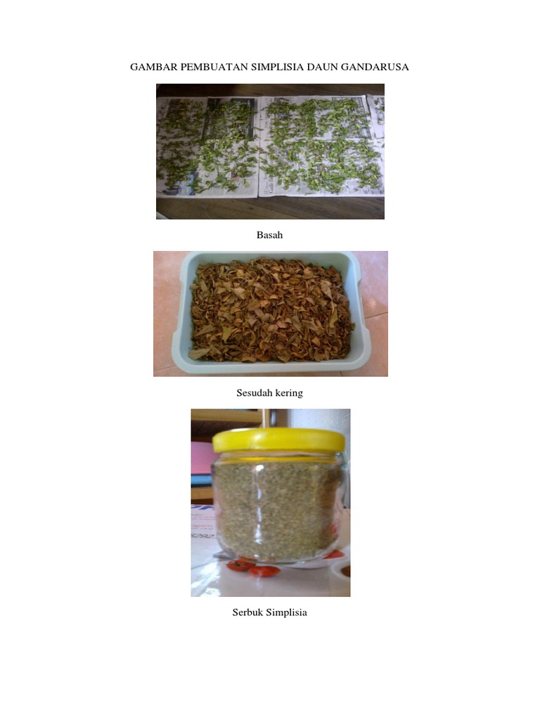 Gambar Pembuatan Simplisia Daun Gandarusa | PDF