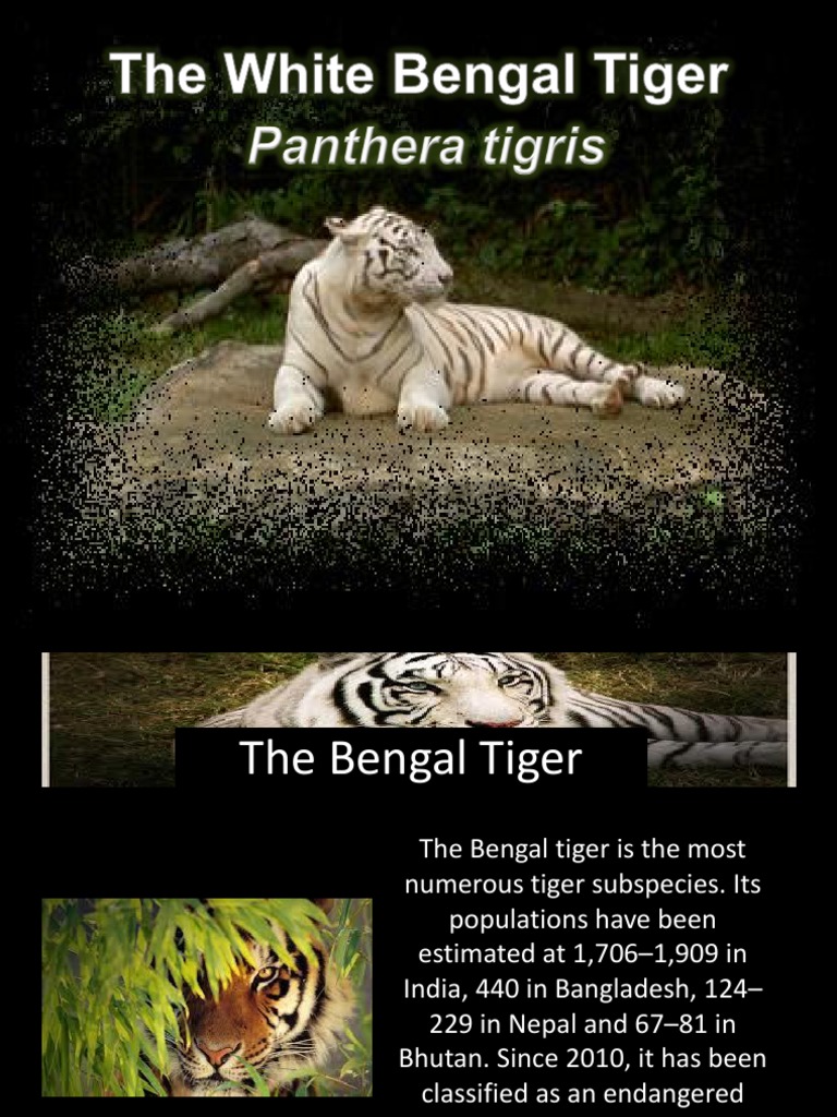 Bengal Tiger Presentation 2 | PDF | Tiger | Wildlife