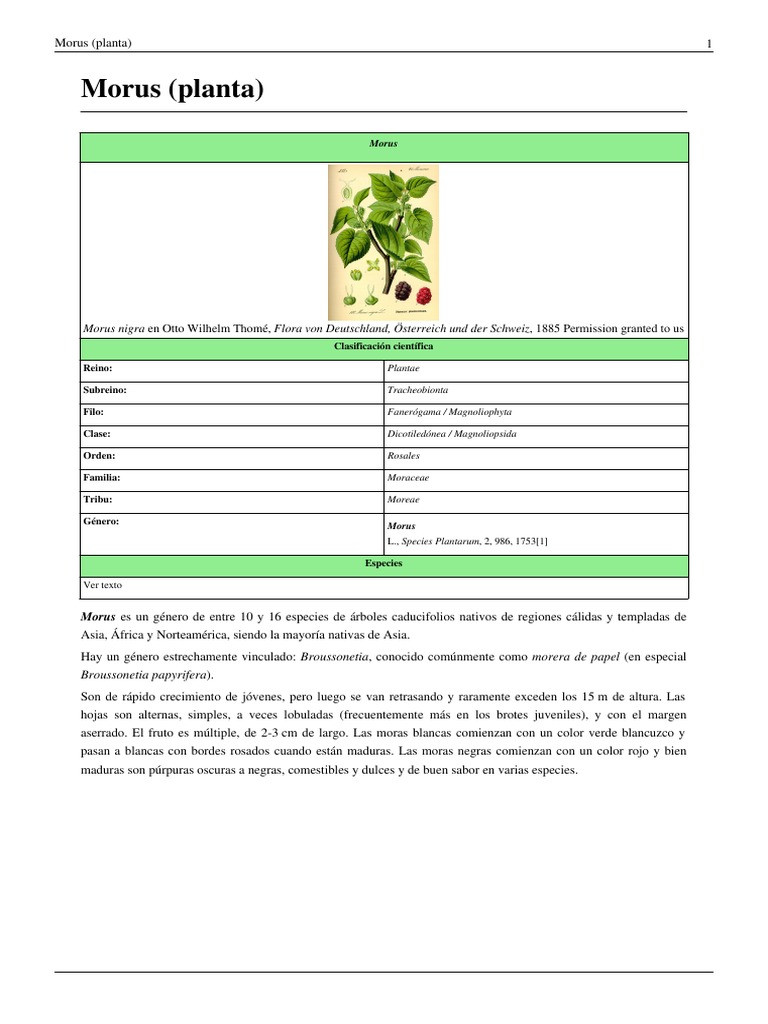 Morus: Planta y Fruto de Mora | PDF | Frutas comestibles | Alimentos