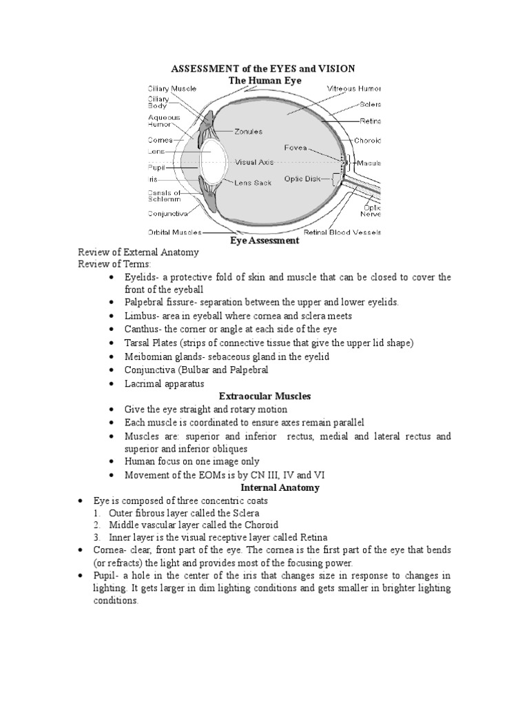 Assessment of The Eyes and Vision | PDF | Human Eye | Visual System
