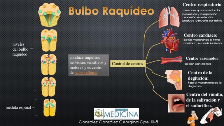 Bulbo Raquideo | PDF