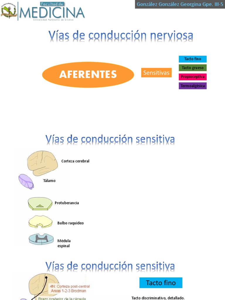Vias Aferentes | PDF | Neuroanatomía | Cerebro