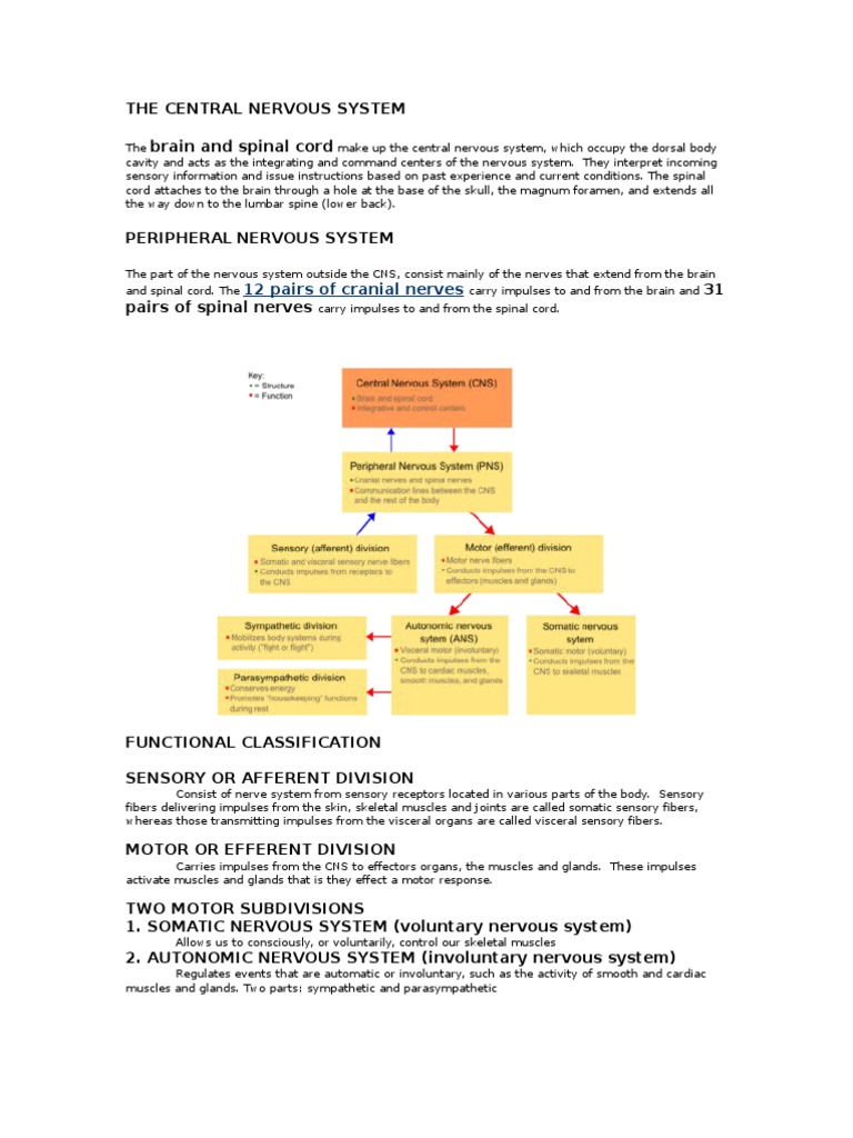 The Central Nervous System | PDF | Nervous System | Central Nervous System