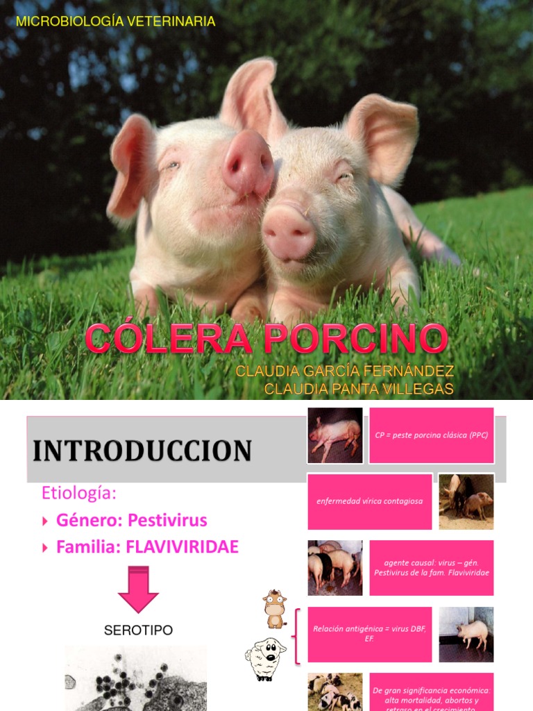 Colera Porcino | PDF | Virus | Microbiología