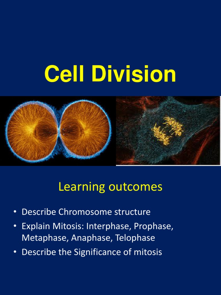 Cell Division, Mitosis Cell Cycle 2013 | PDF | Mitosis | Cell Cycle