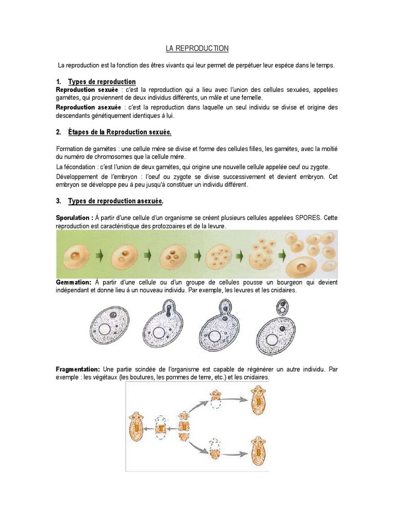 Reproduction des levures et plantes | PDF | Pollinisation | la reproduction