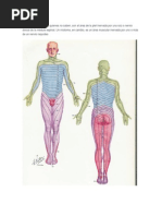 Miotomas - Definición y Pruebas - Kenhub | PDF | Codo | Neuroanatomía