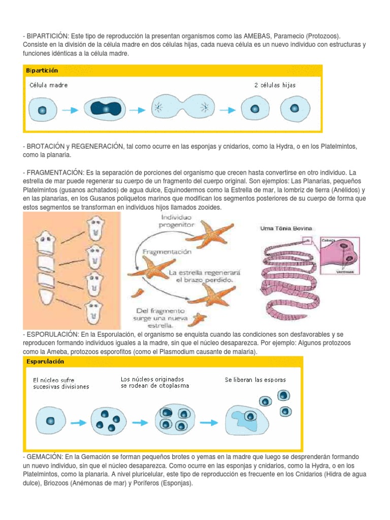 BIPARTICIÓN | PDF | Mitosis | Ciclo celular
