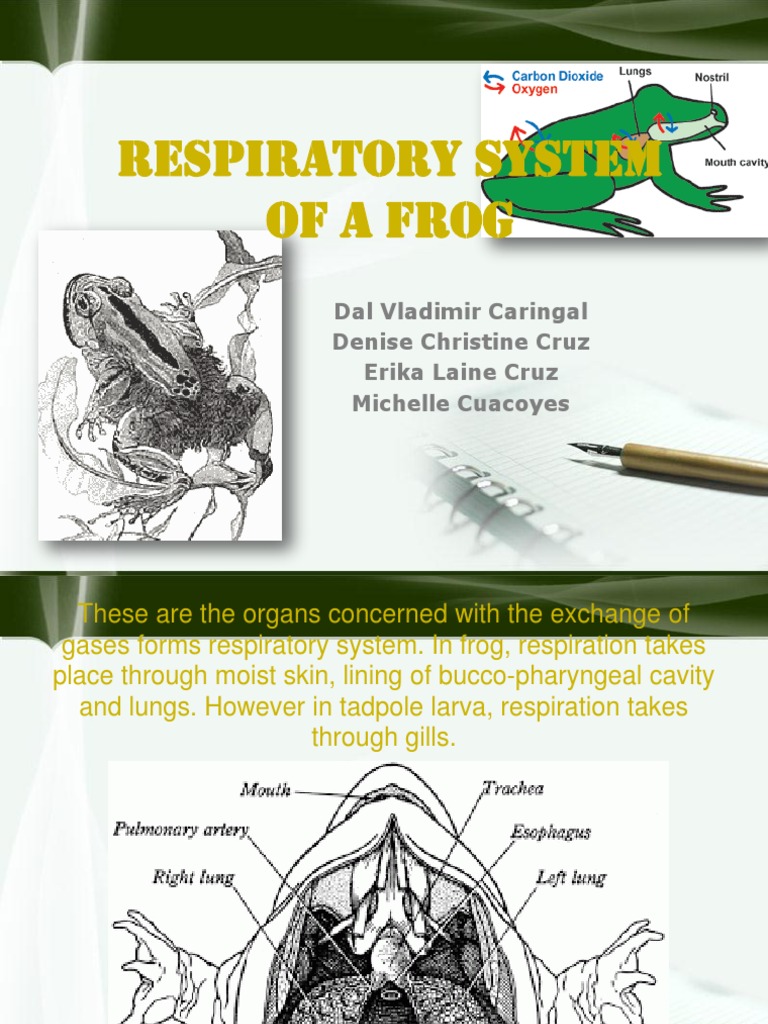 Frog Respiratory System