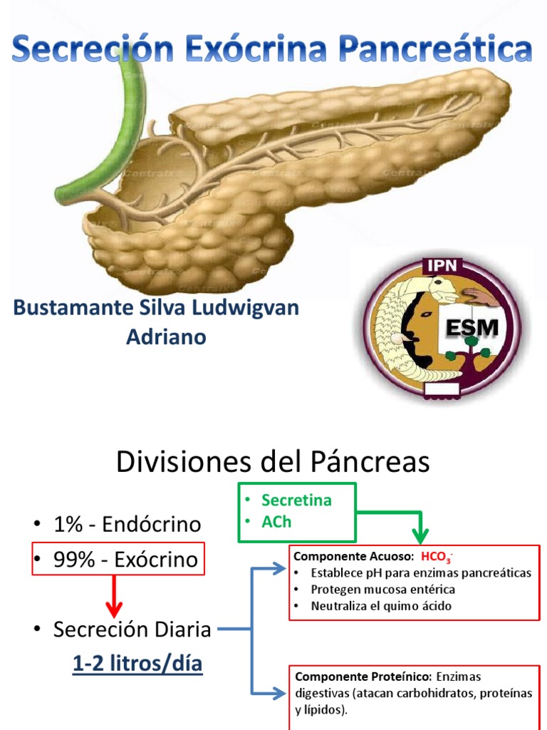 Páncreas Exocrino | PDF | Páncreas | Digestión