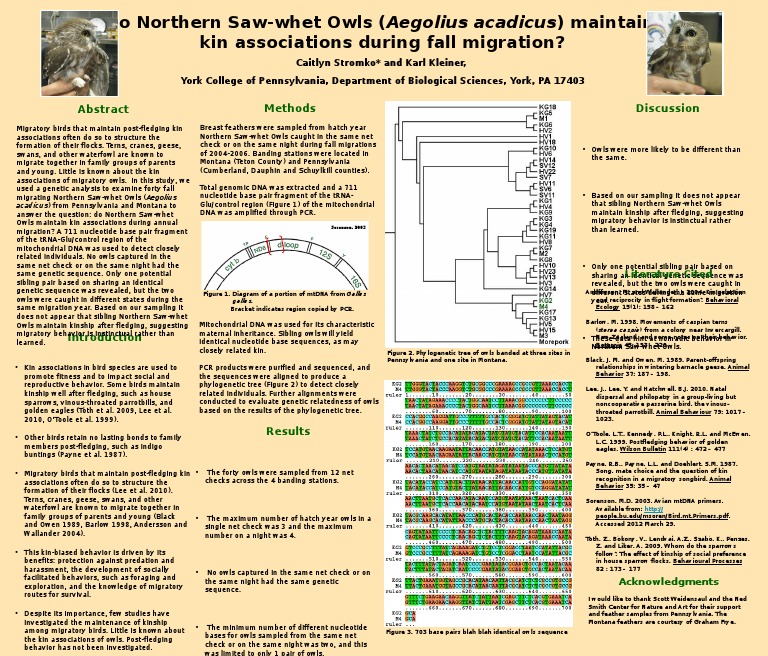 Kinship in Migrating Northern Owls | PDF | Bird Migration | Kinship