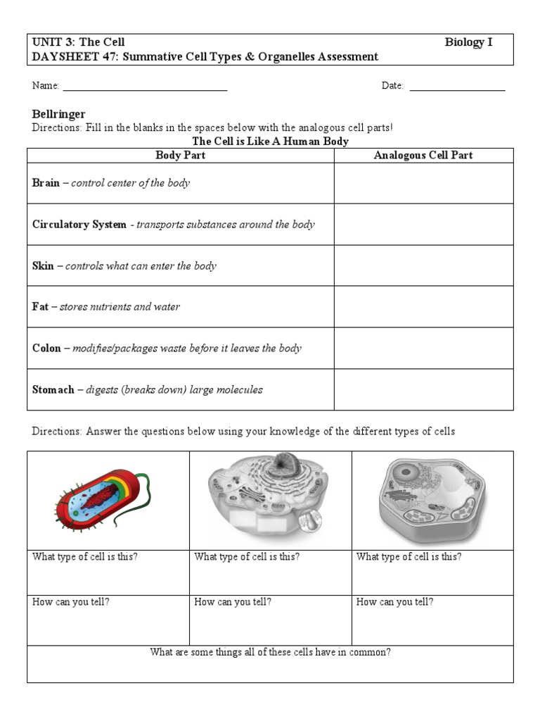 Ds47-Cell Types Organelles Summative Assessment | PDF | Cell Nucleus ...