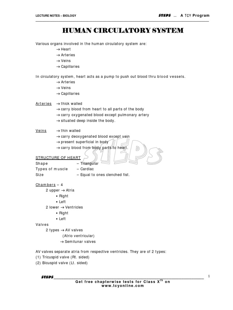 Human Circulatory System | PDF | Atrium (Heart) | Heart