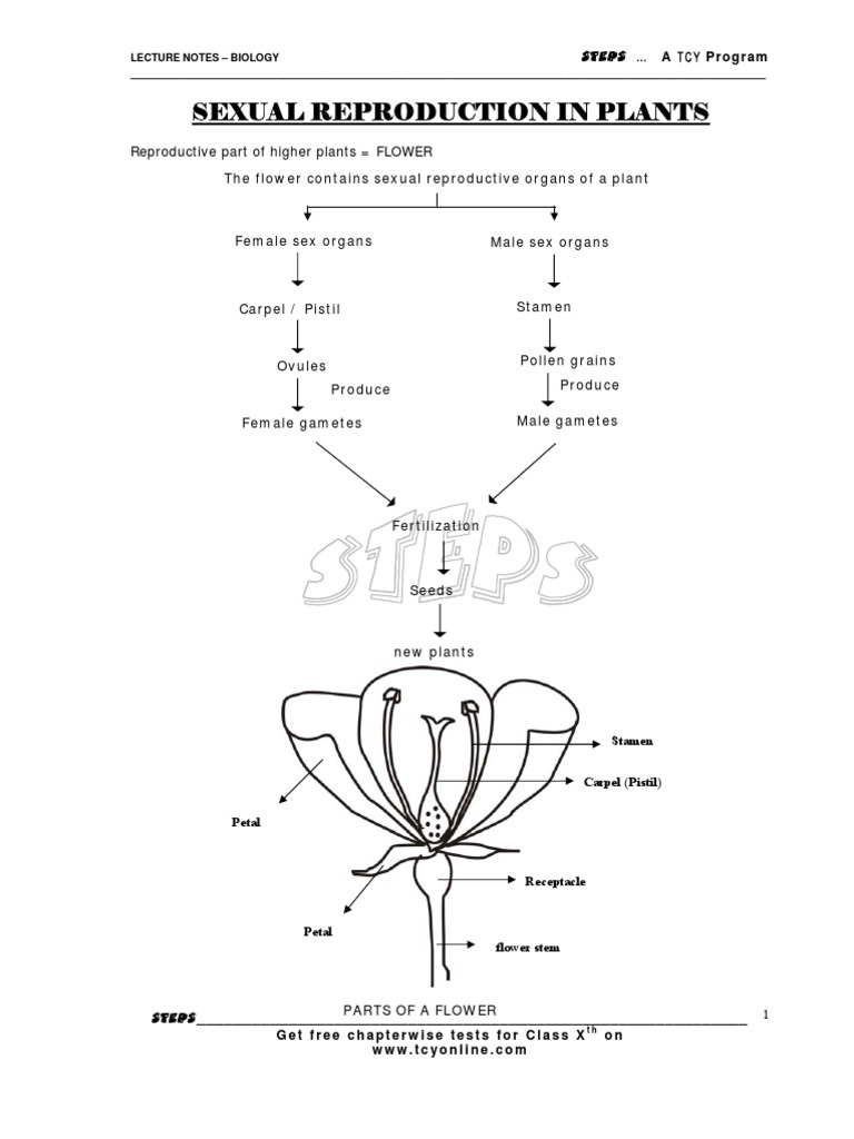 Sexual Reproduction in Plants | Fertilisation | Flowers