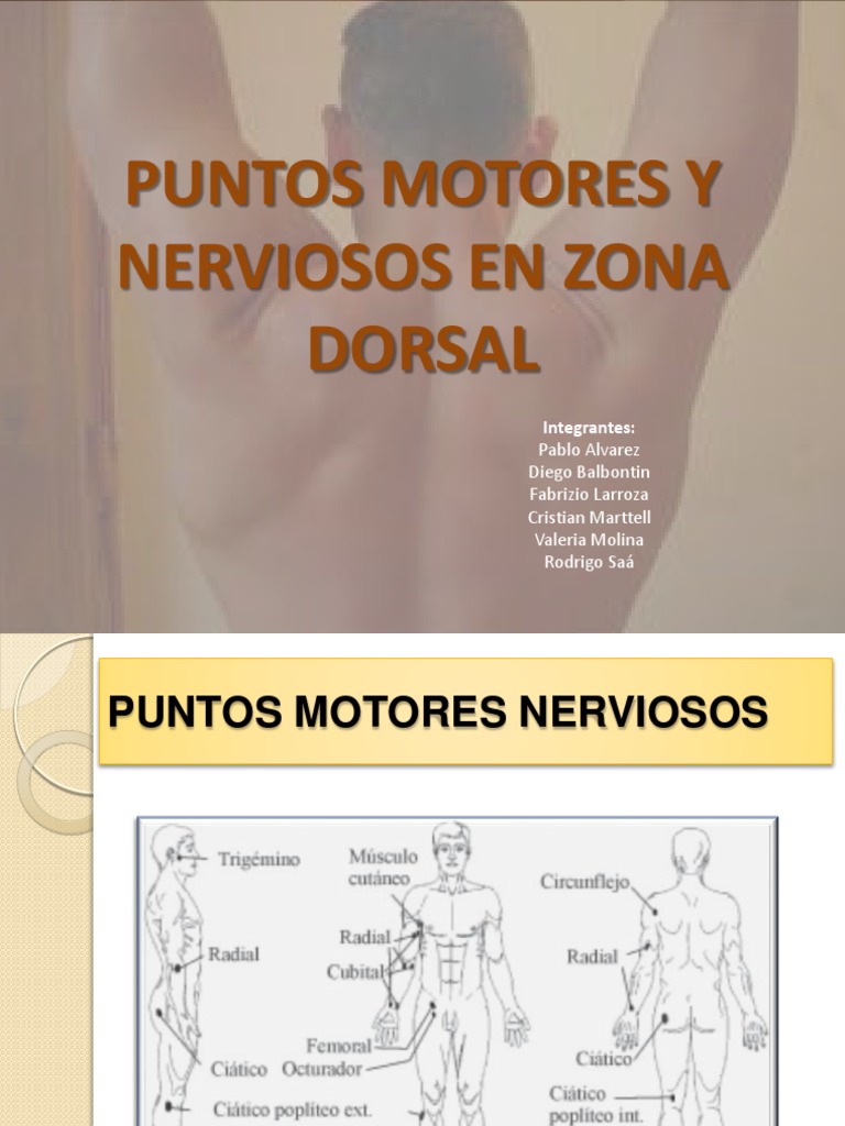 Puntos Motores x | Vértebra | Columna vertebral