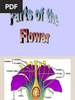 Detailed Lesson Plan in Science 4 (Parts of A Seed) | PDF | Seed ...