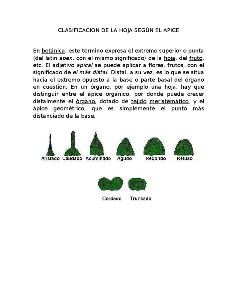 Clasificacion de La Hoja Según El Apice | PDF | Plantas | Organismos