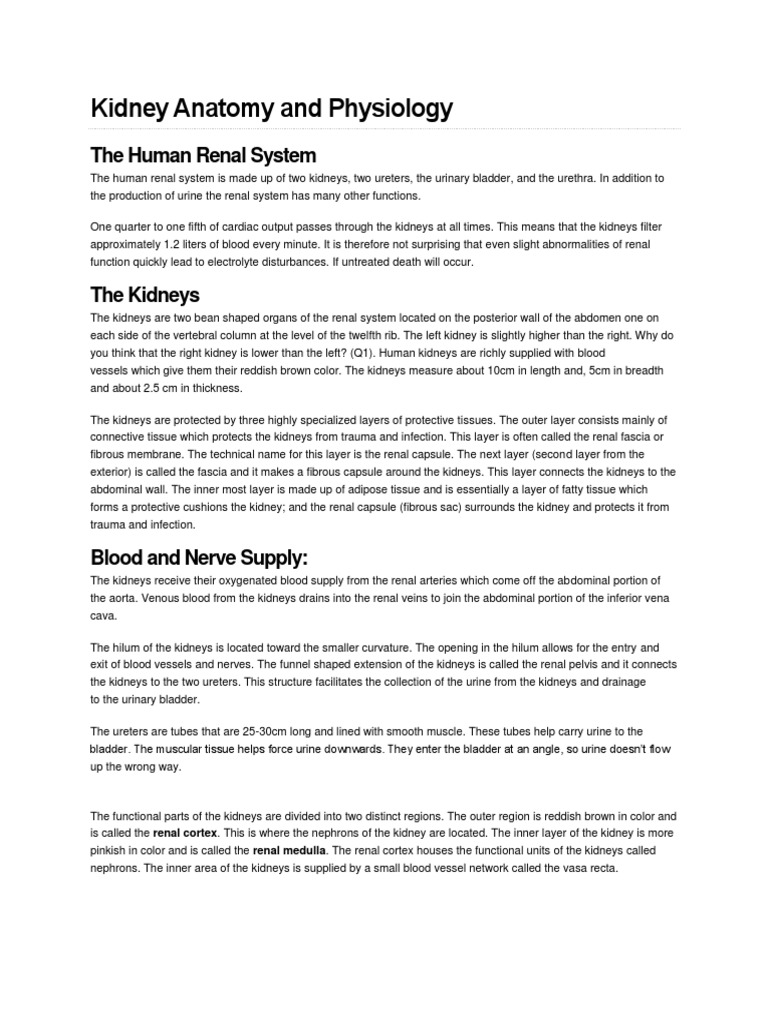 Kidney Anatomy and Physiology | PDF | Urinary Bladder | Kidney