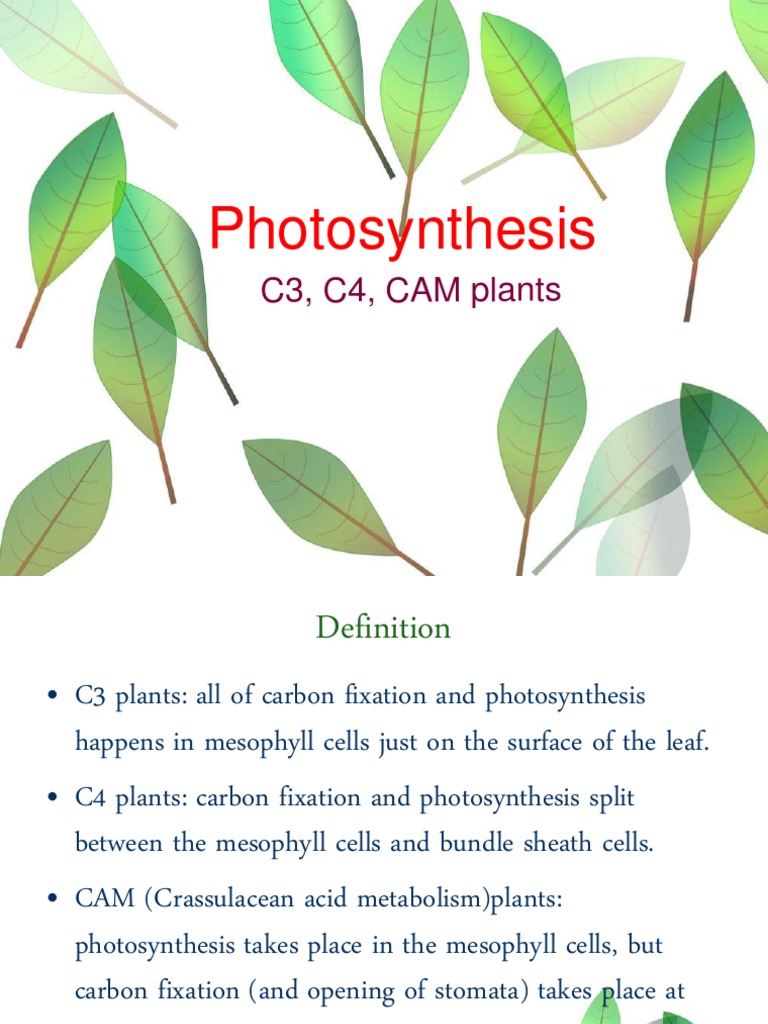 C3, C4, and CAM Plant Photosynthesis | PDF | Science & Mathematics ...