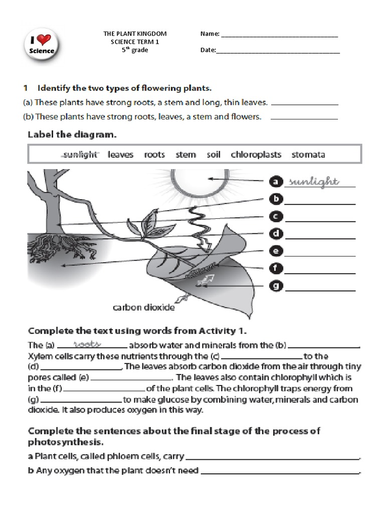 Plant Kingdom Characteristics & Reproduction | PDF | Plants ...