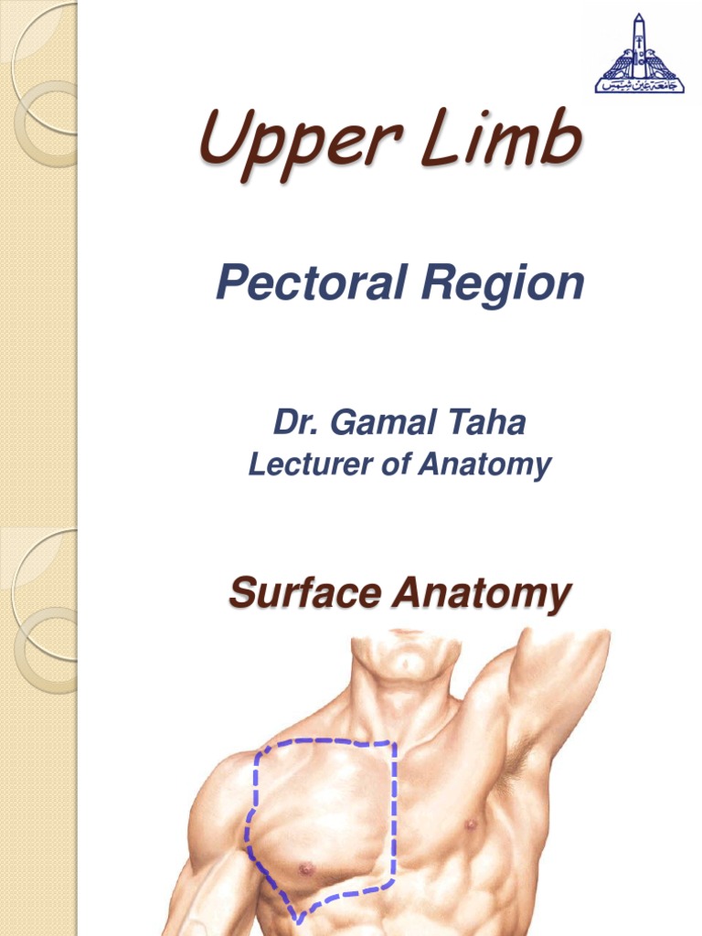 Anatomy of the Pectoral Region | PDF | Primate Anatomy | Animal Anatomy