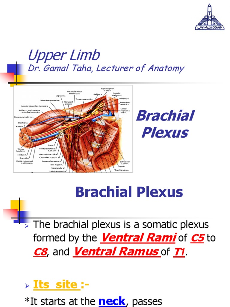 Brachial Plexus Anatomy