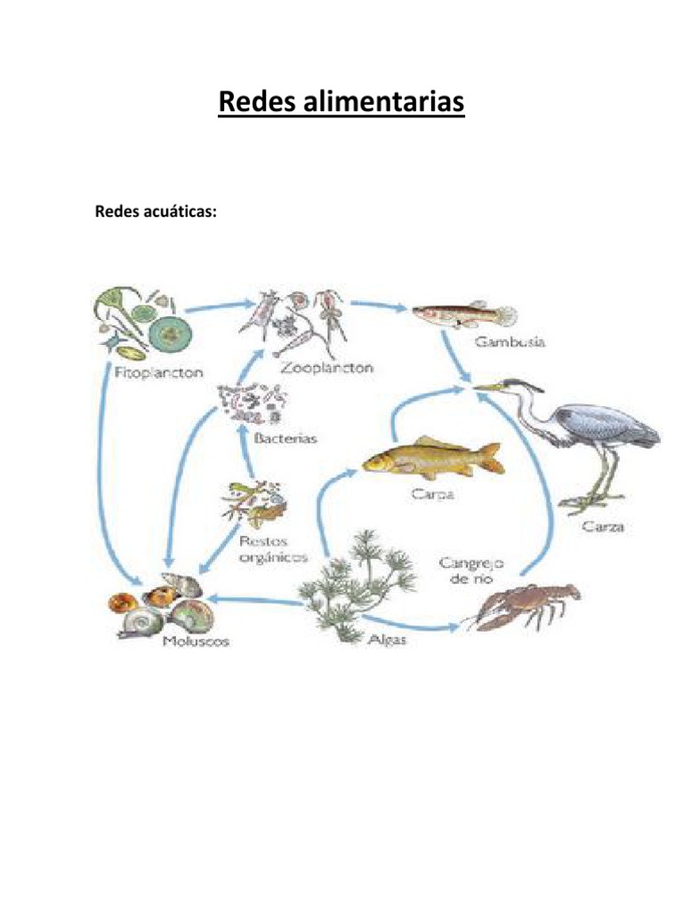Redes Alimentarias | PDF