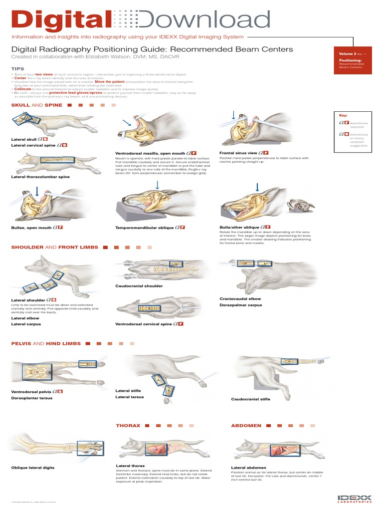 Radiographic Positioning Dog | PDF | Anatomical Terms Of Location ...