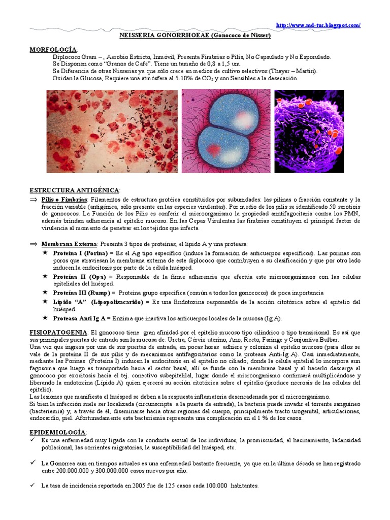 NEISSERIA GONORRHOEAE Gonococo | PDF | Trastornos genitales masculinos ...