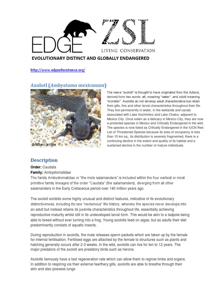 Axolotl Conservation | PDF | Endangered Species | Zoology