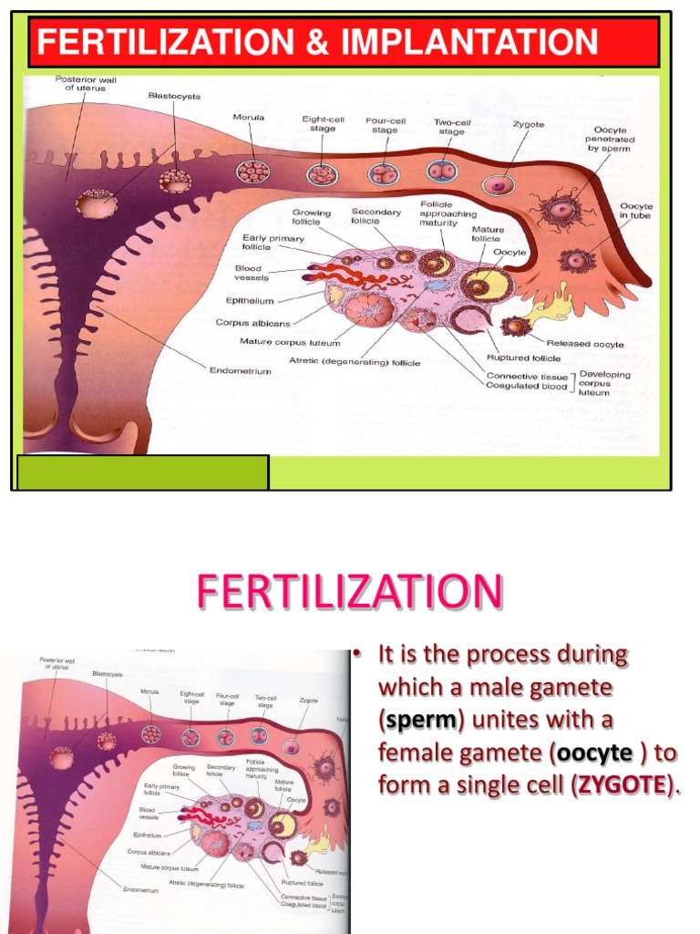 2-Fertilization & Implantation | PDF | Fertilisation | Implantation ...