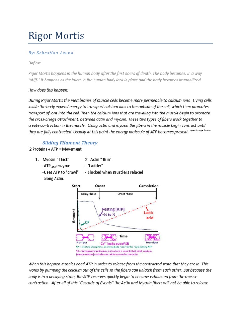 Rigor Mortis | PDF | Muscle Contraction | Actin