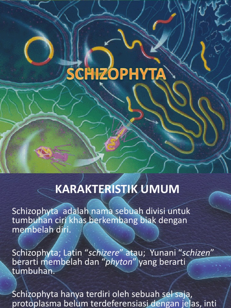 Shizophyta | PDF