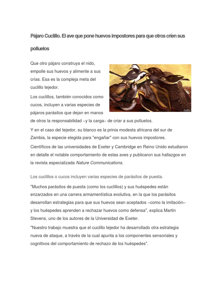 Pájaro Cuclillo | PDF | Aves | Huevo