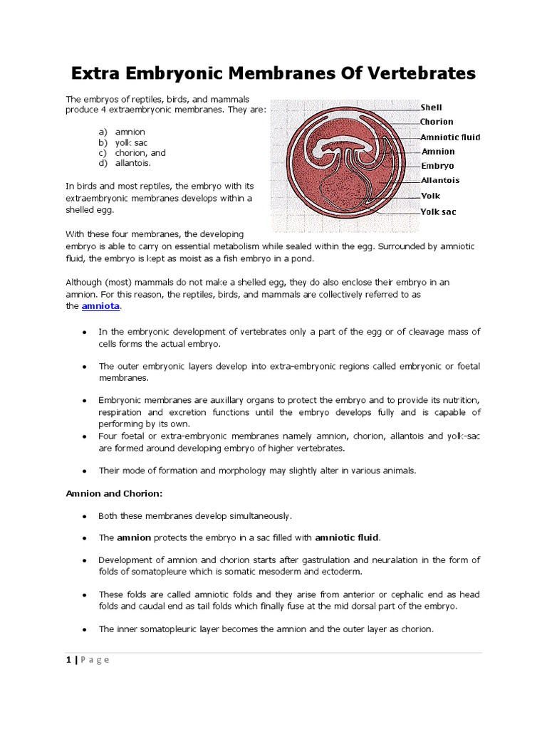 Extraembryonic Membranes | PDF | Developmental Biology | Biology